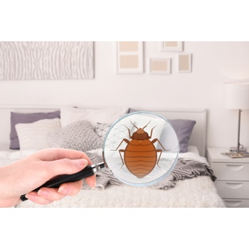 La cimice dei letti. - Consorzio Materassi